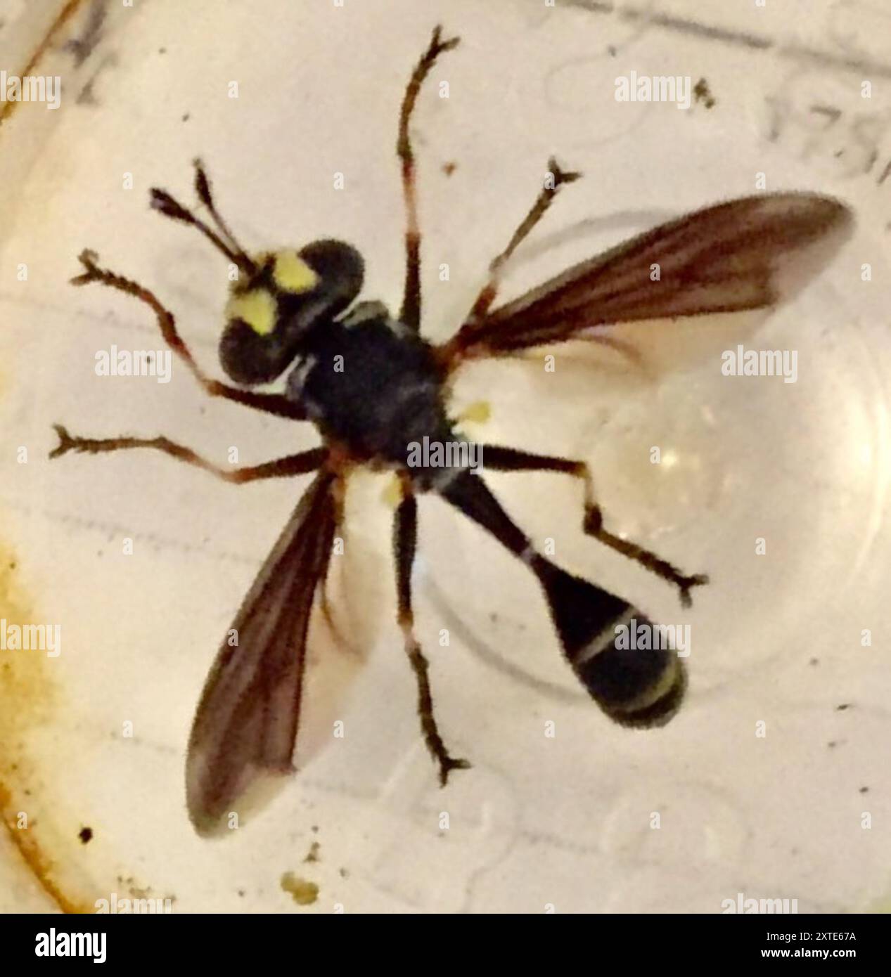 (Physocephala sagittaria) Insecta Stock Photo - Alamy