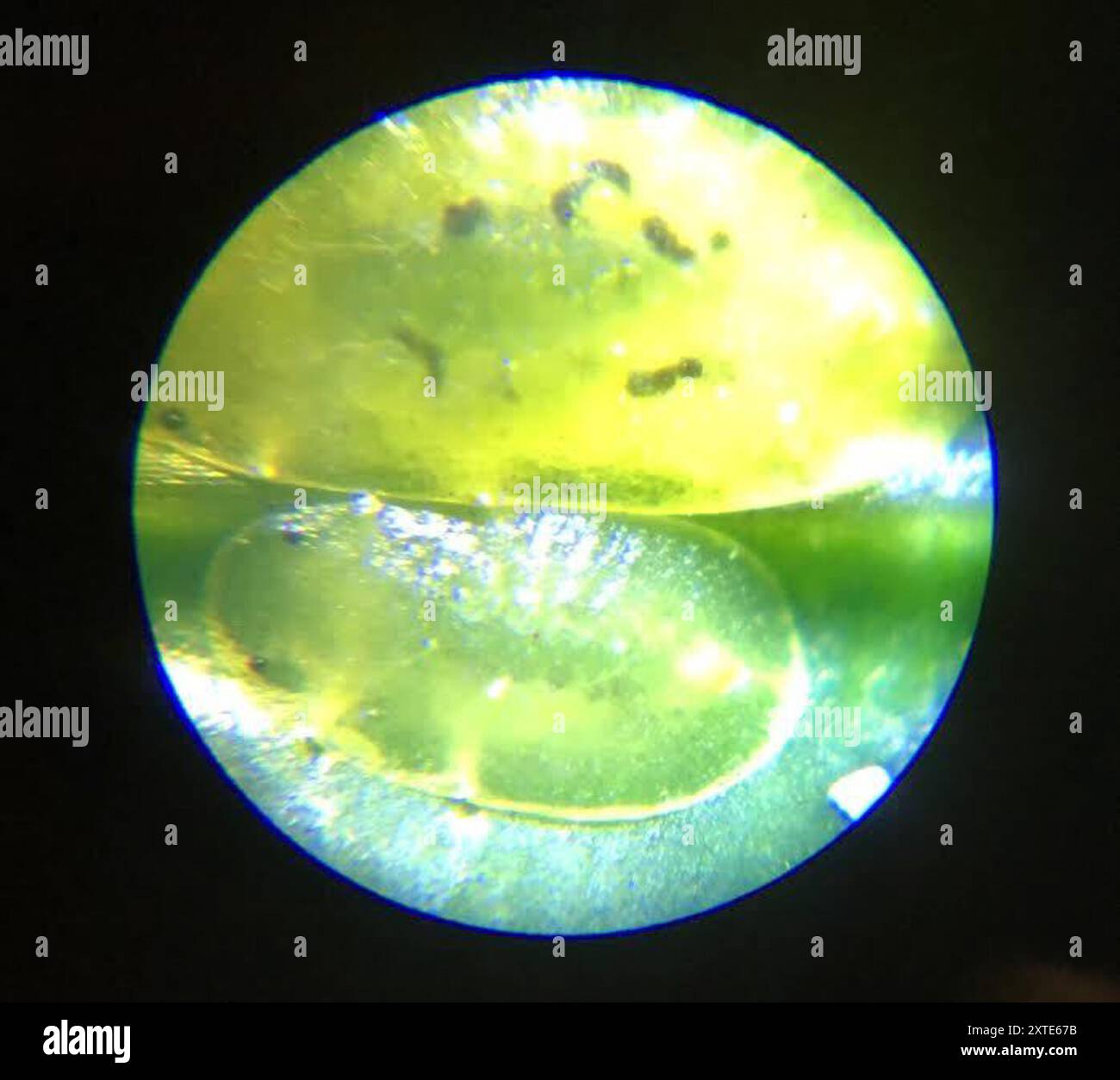 Coccus viridis hi-res stock photography and images - Alamy