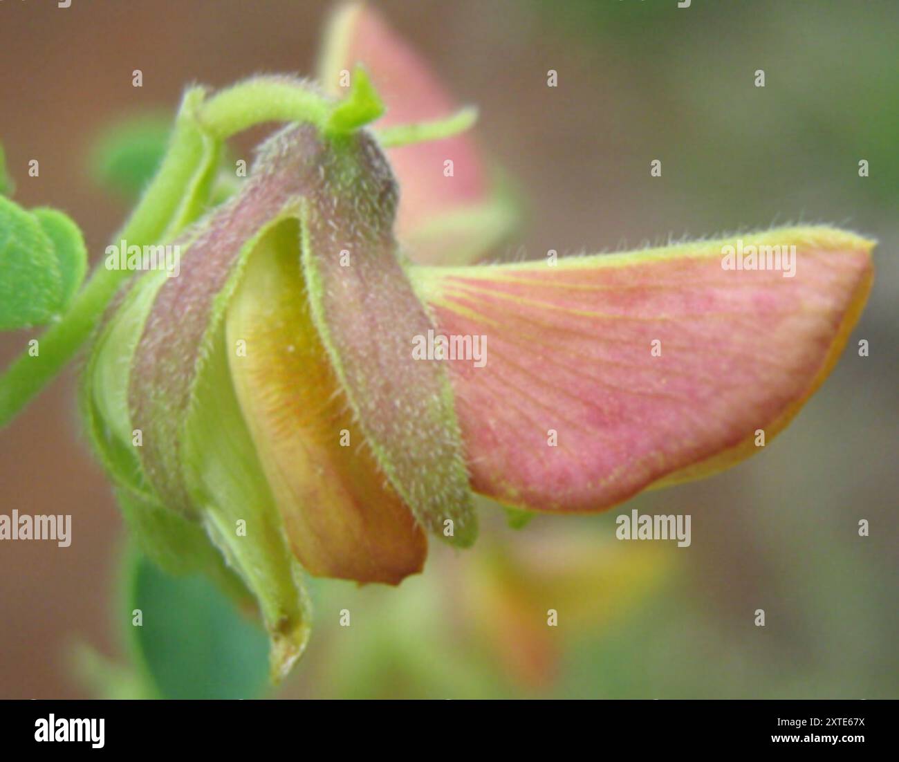 Rattlepods (Crotalaria) Plantae Stock Photo - Alamy