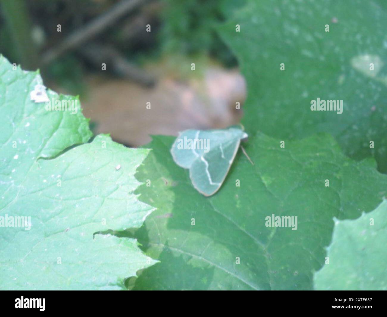 Barred Red (Hylaea fasciaria) Insecta Stock Photo - Alamy