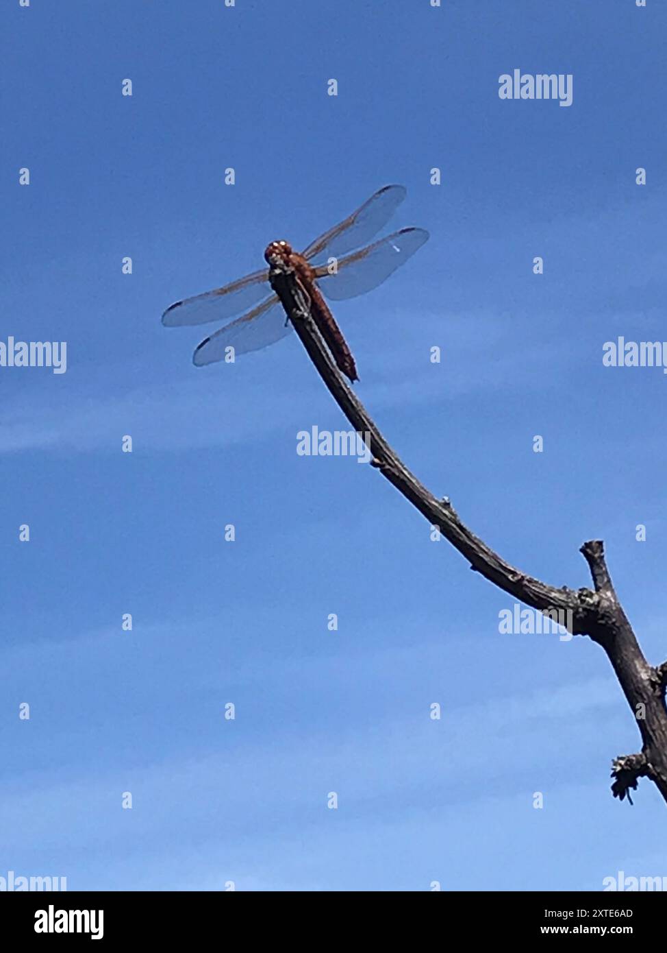Skimmers (Libellulidae) Insecta Stock Photo - Alamy