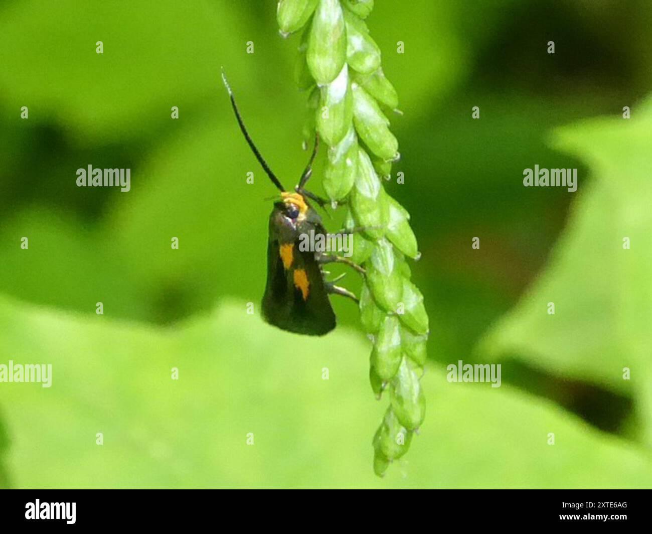 Newman's Mathildana Moth (Mathildana newmanella) Insecta Stock Photo ...