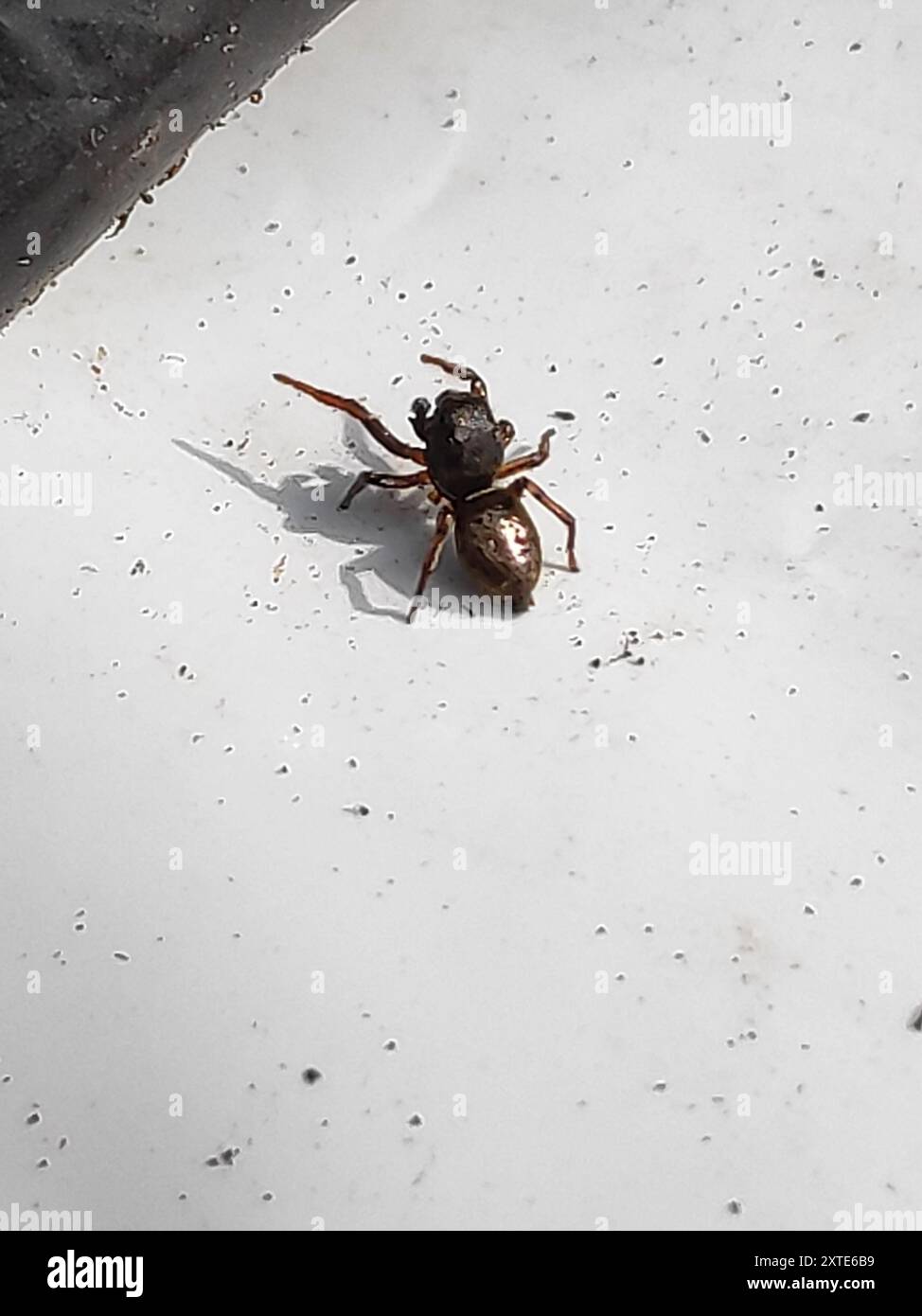 Sun Jumping Spiders (Heliophanus) Arachnida Stock Photo - Alamy