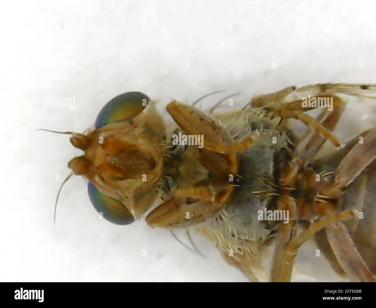 (Tephritis dilacerata) Insecta Stock Photo - Alamy