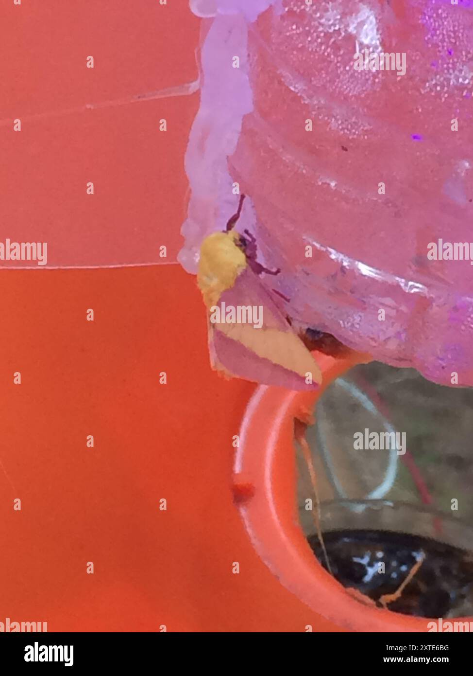 Rosy Maple Moth (Dryocampa rubicunda) Insecta Stock Photo - Alamy