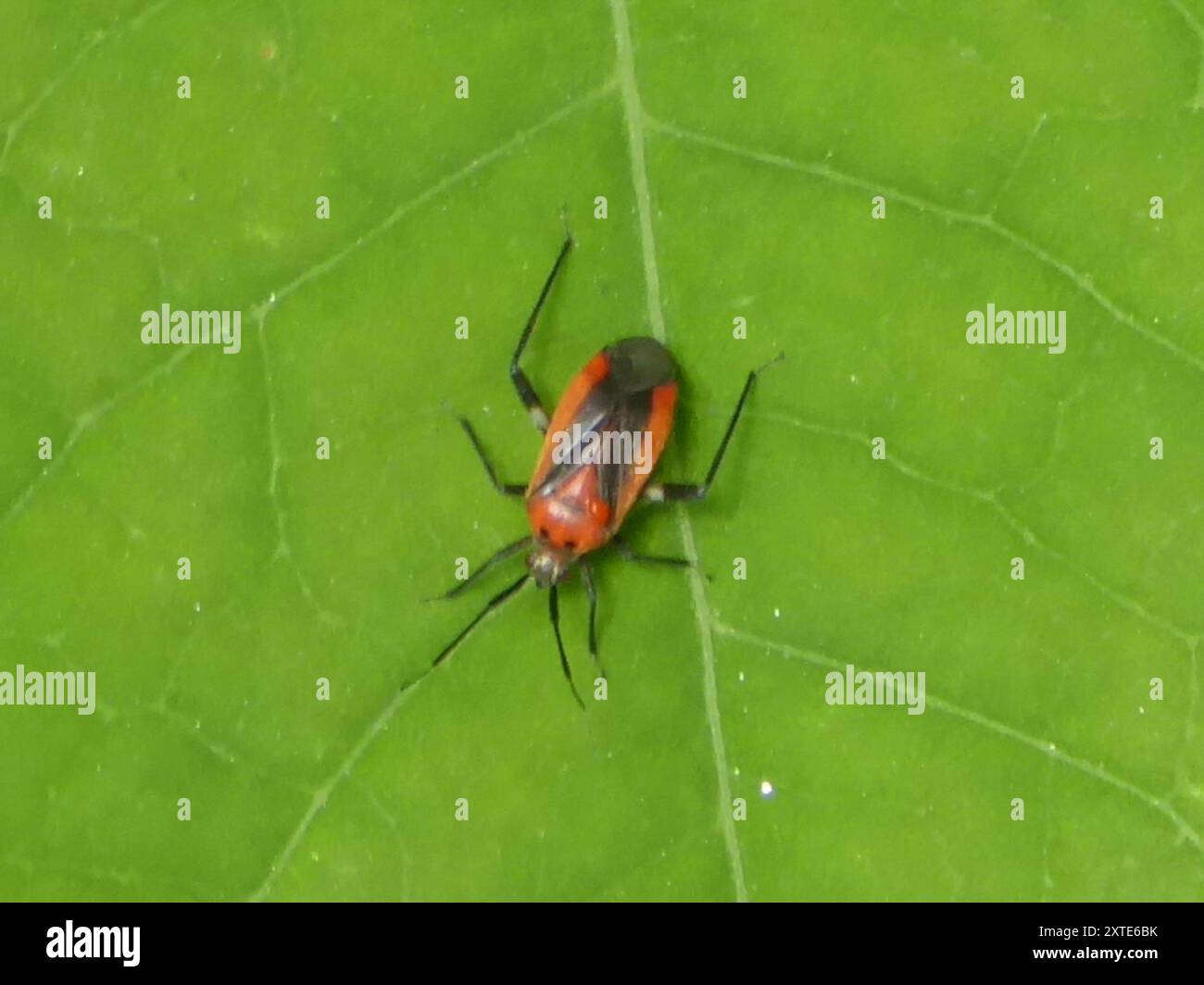 (Taedia scrupea) Insecta Stock Photo - Alamy