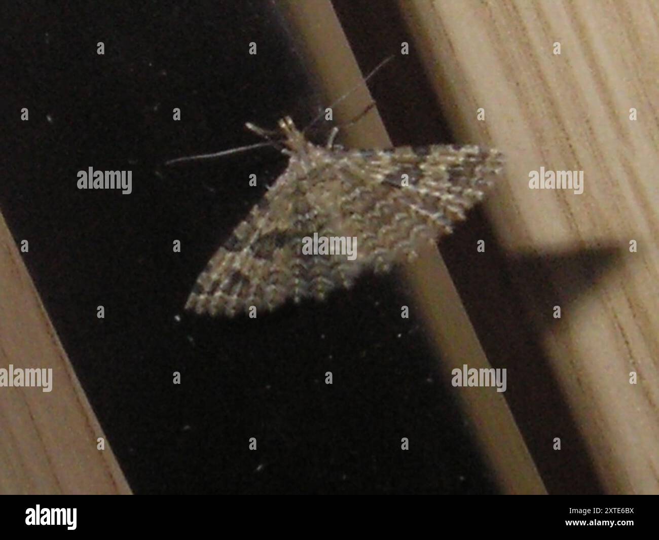 Twenty-plume Moth (Alucita hexadactyla) Insecta Stock Photo - Alamy