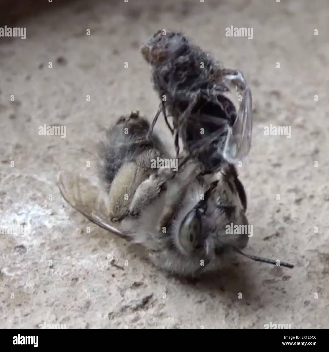 Common Digger Bees (Anthophora) Insecta Stock Photo - Alamy