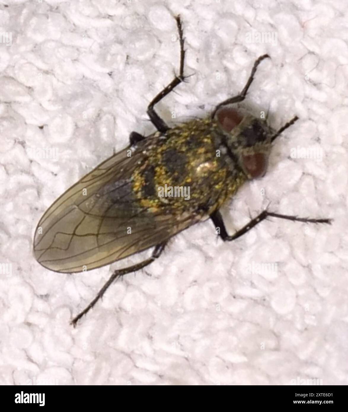 Common Cluster Fly (Pollenia rudis) Insecta Stock Photo - Alamy