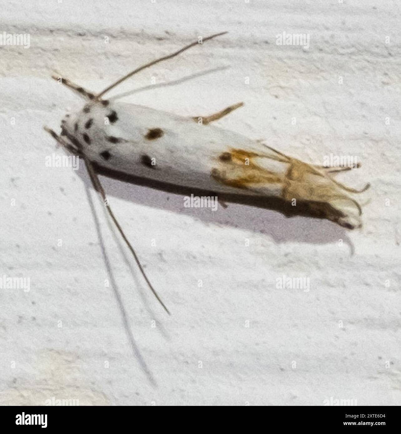 Red-streaked Mompha Moth (Mompha eloisella) Insecta Stock Photo - Alamy