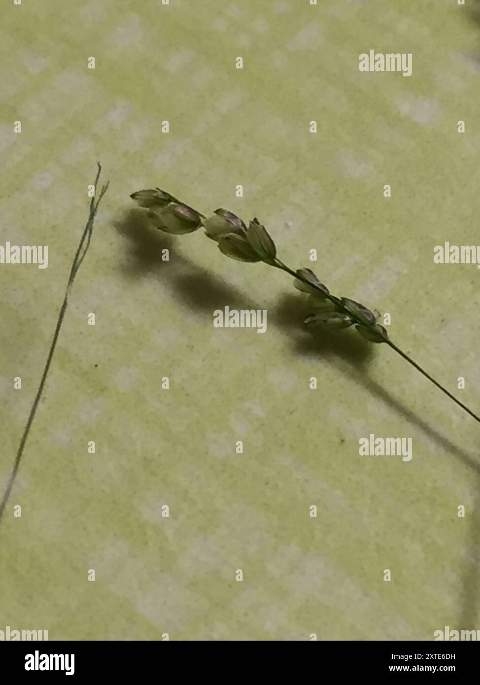 Gaping Panicgrass (Steinchisma hians) Plantae Stock Photo - Alamy