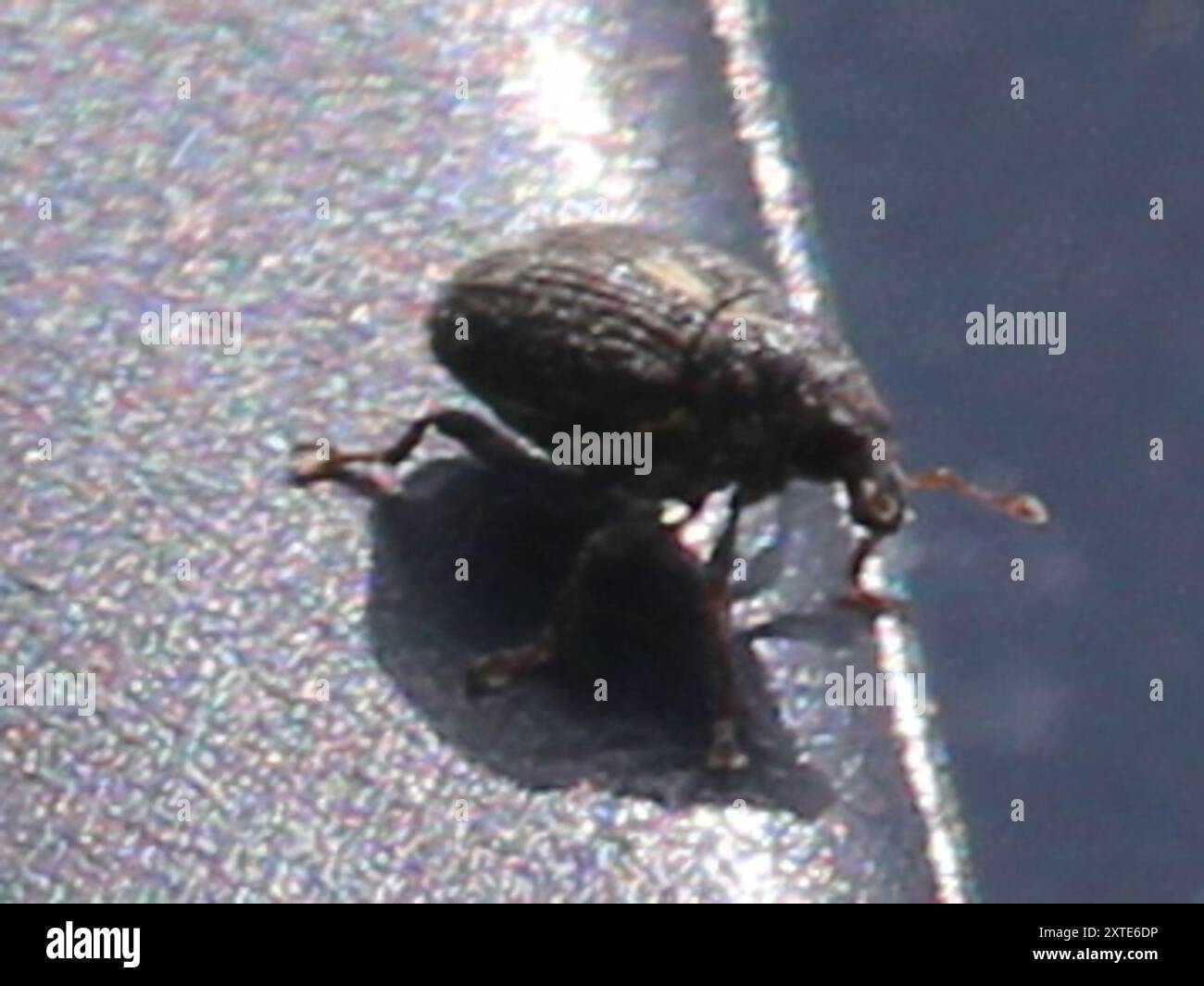 Rhinoncus hi-res stock photography and images - Alamy