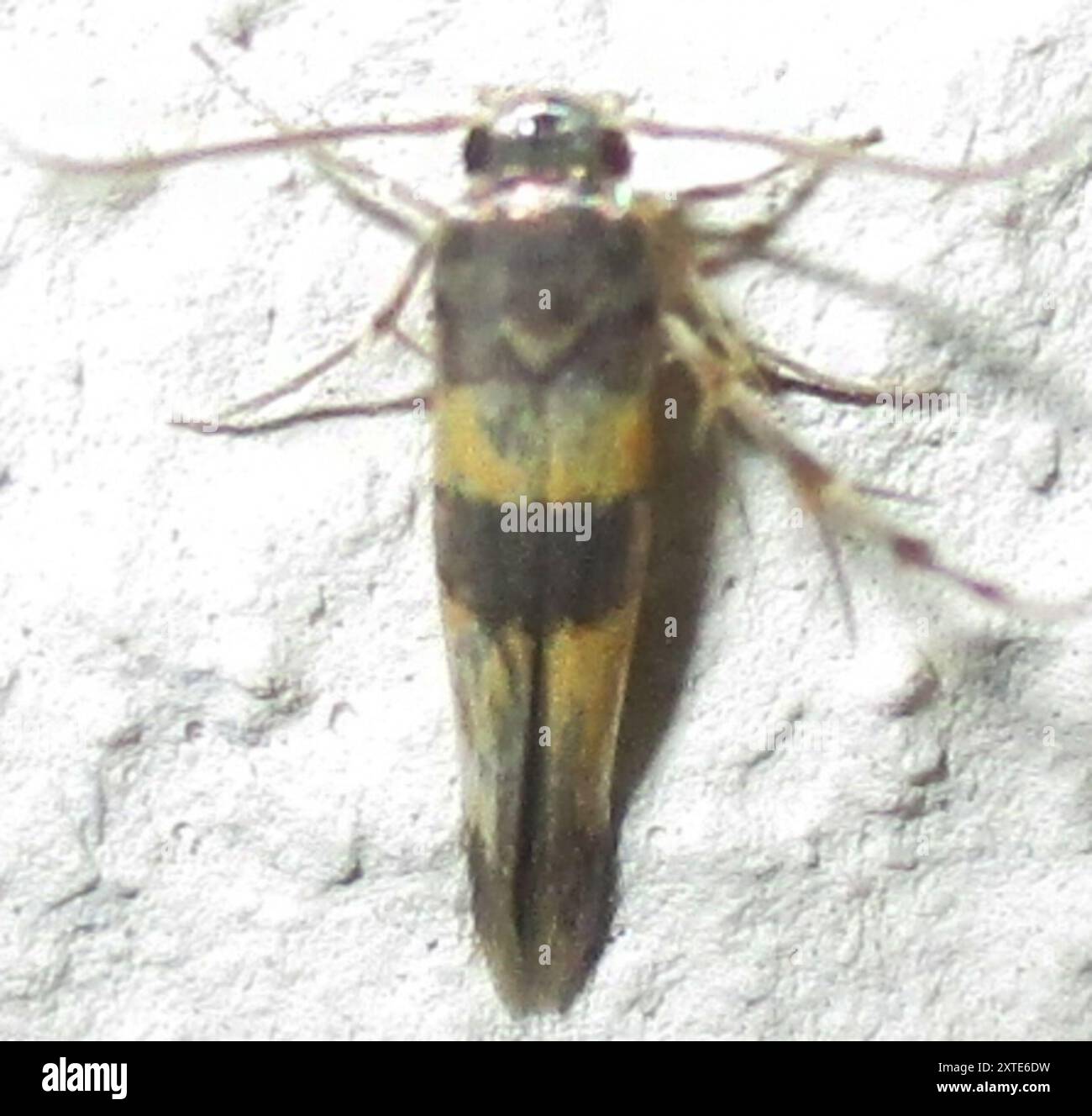 Feather-legged Moths (Stathmopodidae) Insecta Stock Photo - Alamy