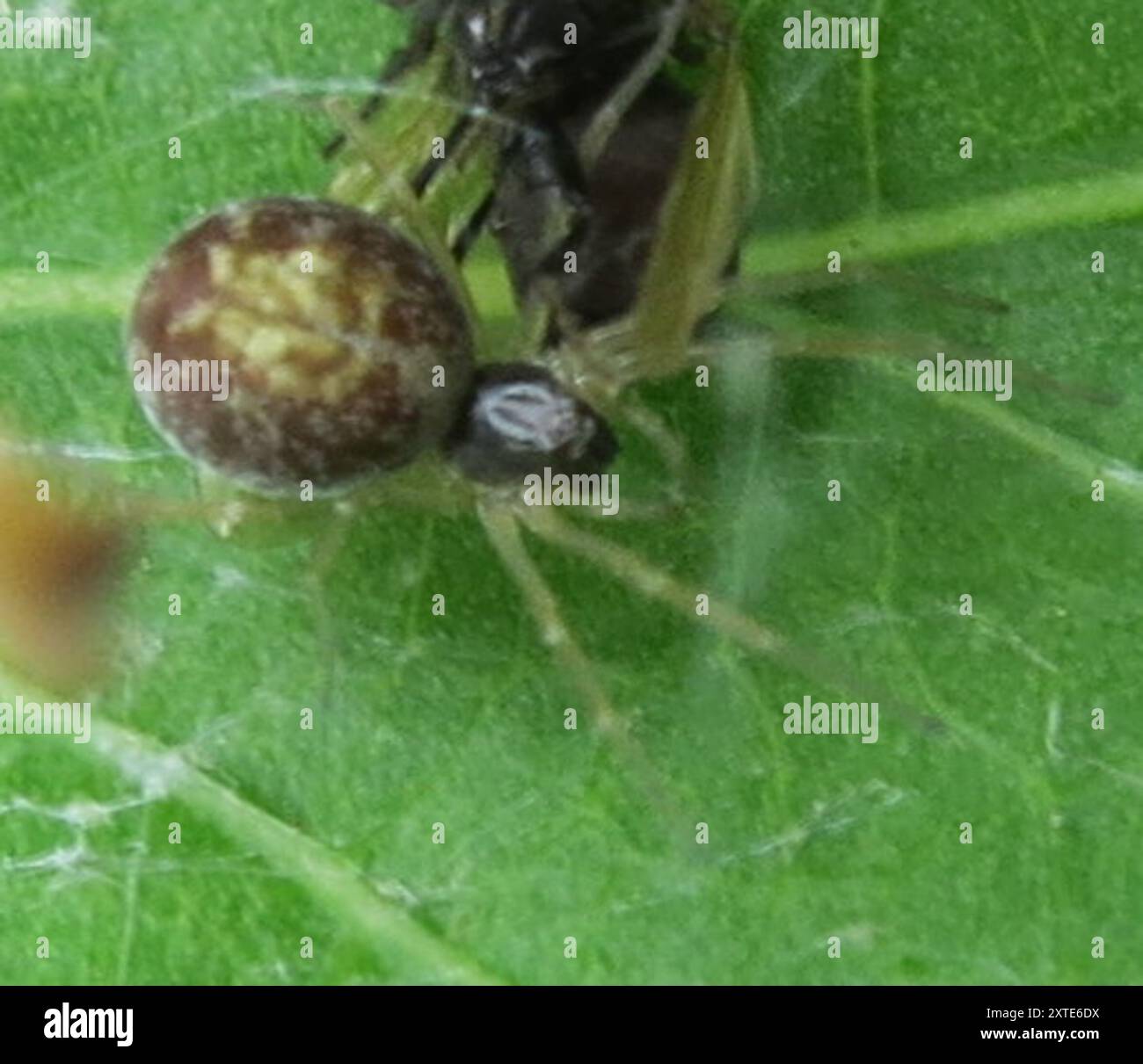 Meshweavers (Dictynidae) Arachnida Stock Photo - Alamy