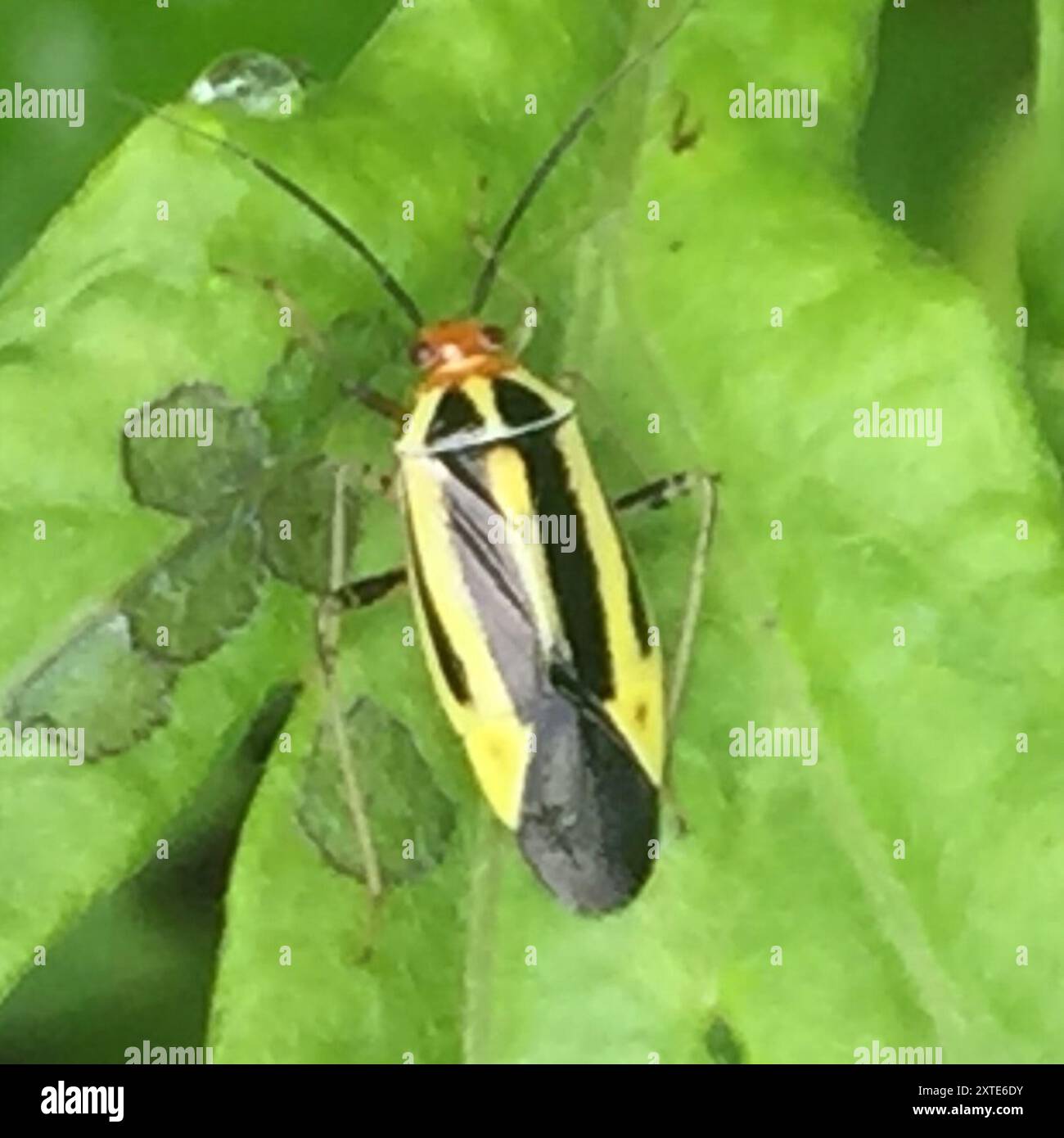 Four-lined Plant Bug (Poecilocapsus lineatus) Insecta Stock Photo - Alamy