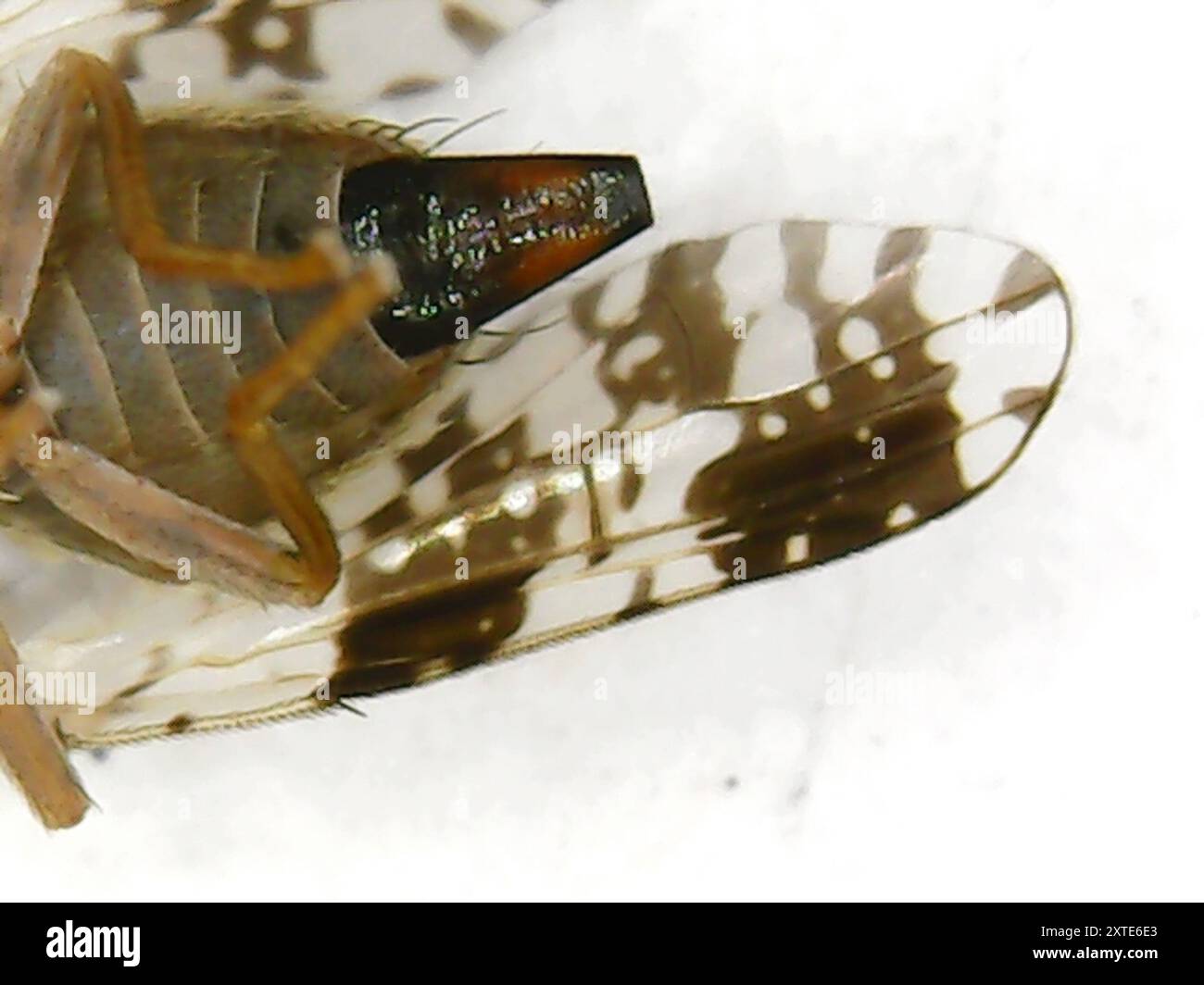 (Tephritis dilacerata) Insecta Stock Photo - Alamy