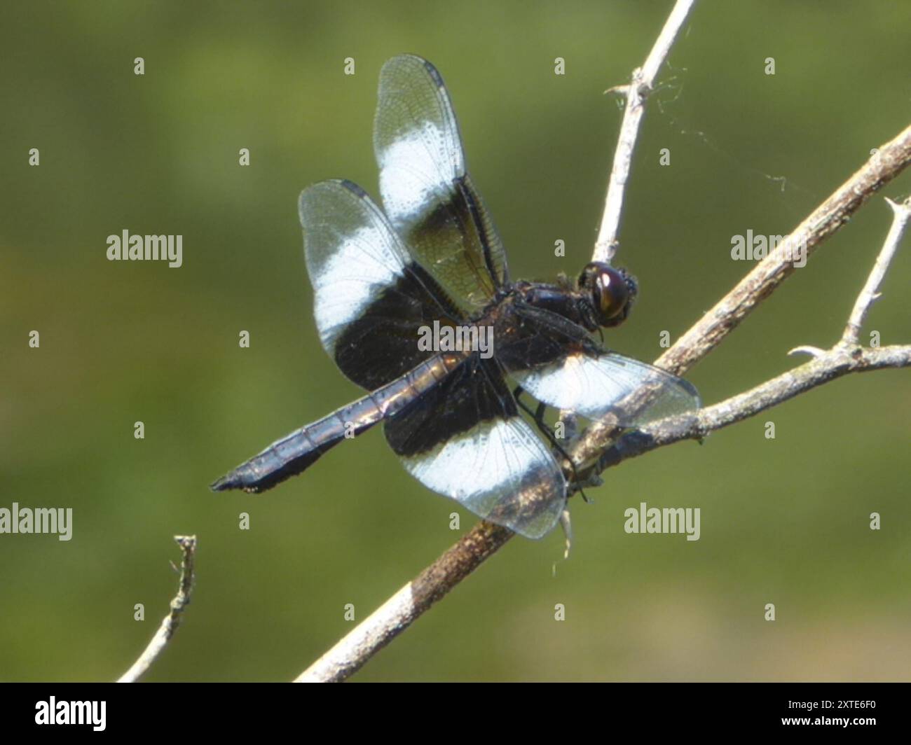 Widow Skimmer (Libellula luctuosa) Insecta Stock Photo - Alamy