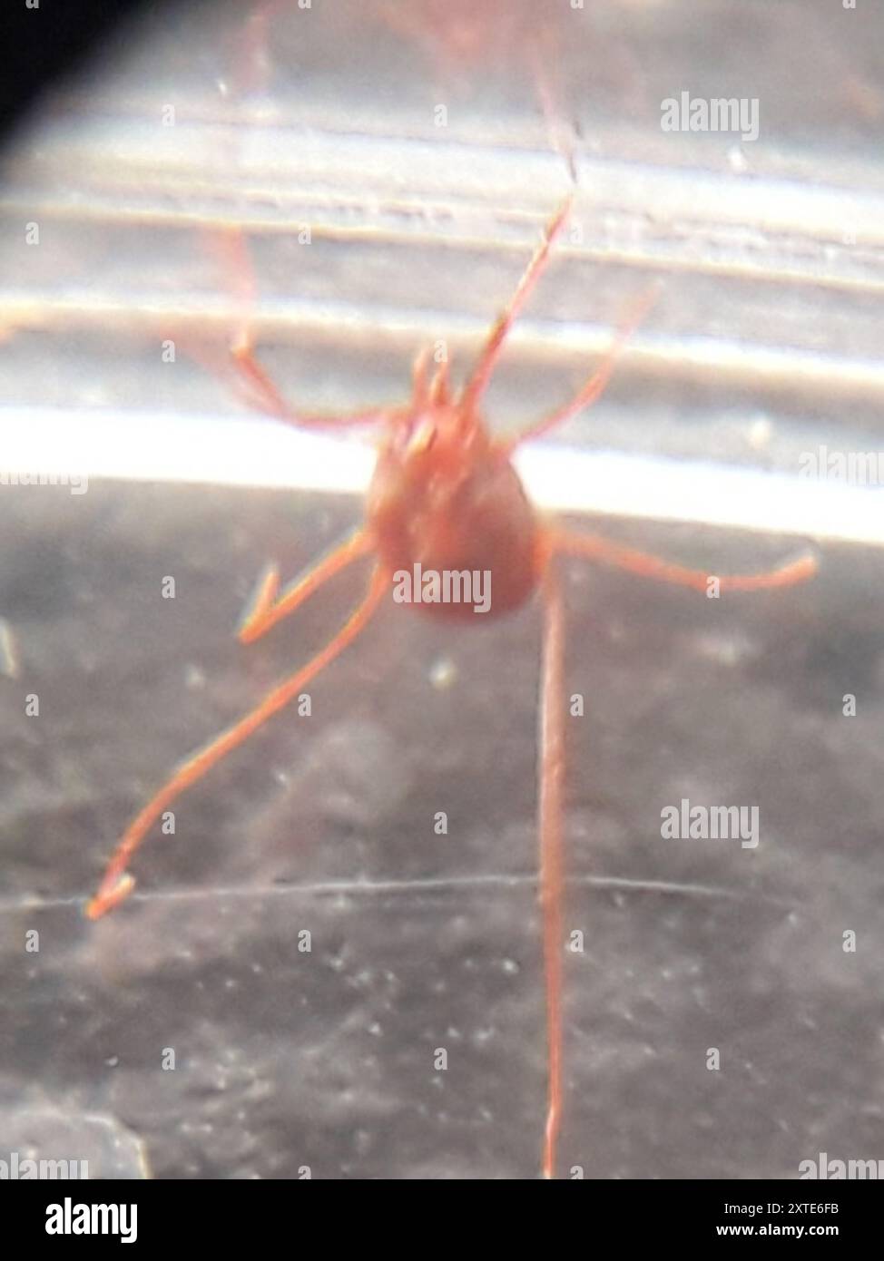 Mites and Ticks (Acari) Arachnida Stock Photo - Alamy