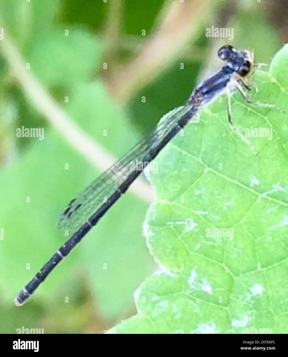 Fragile Forktail (Ischnura posita) Insecta Stock Photo - Alamy