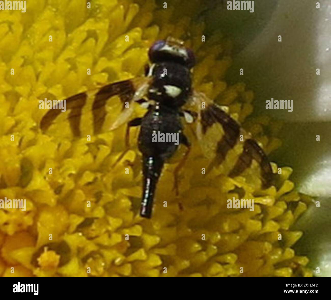 Four-barred Knapweed Gall Fly (Urophora quadrifasciata) Insecta Stock ...