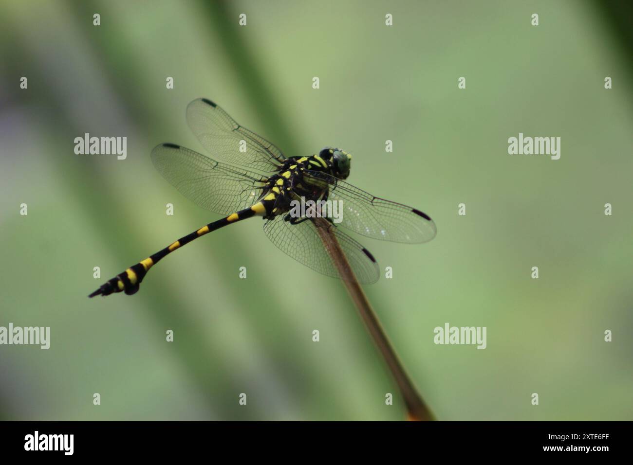 Tigertails (Ictinogomphus) Insecta Stock Photo - Alamy