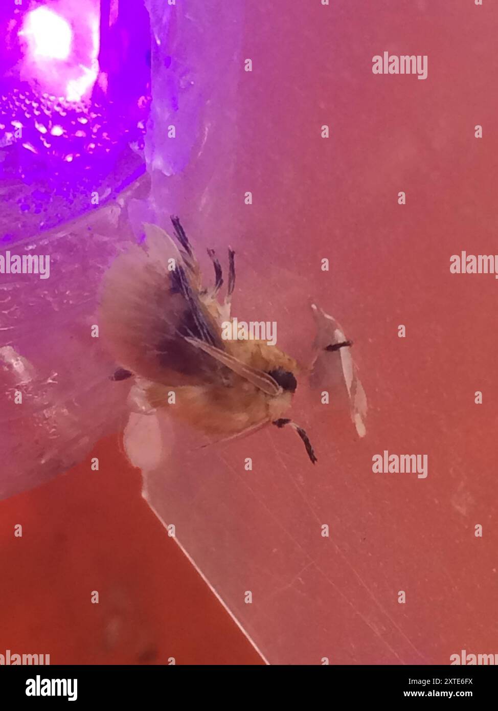 Southern Flannel Moth (Megalopyge opercularis) Insecta Stock Photo - Alamy