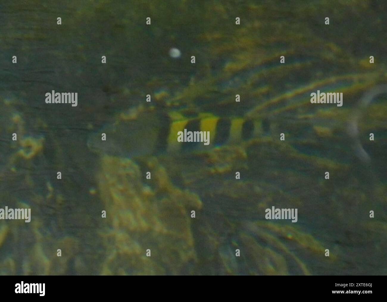 Atlantic Sergeant Major (Abudefduf saxatilis) Actinopterygii Stock ...