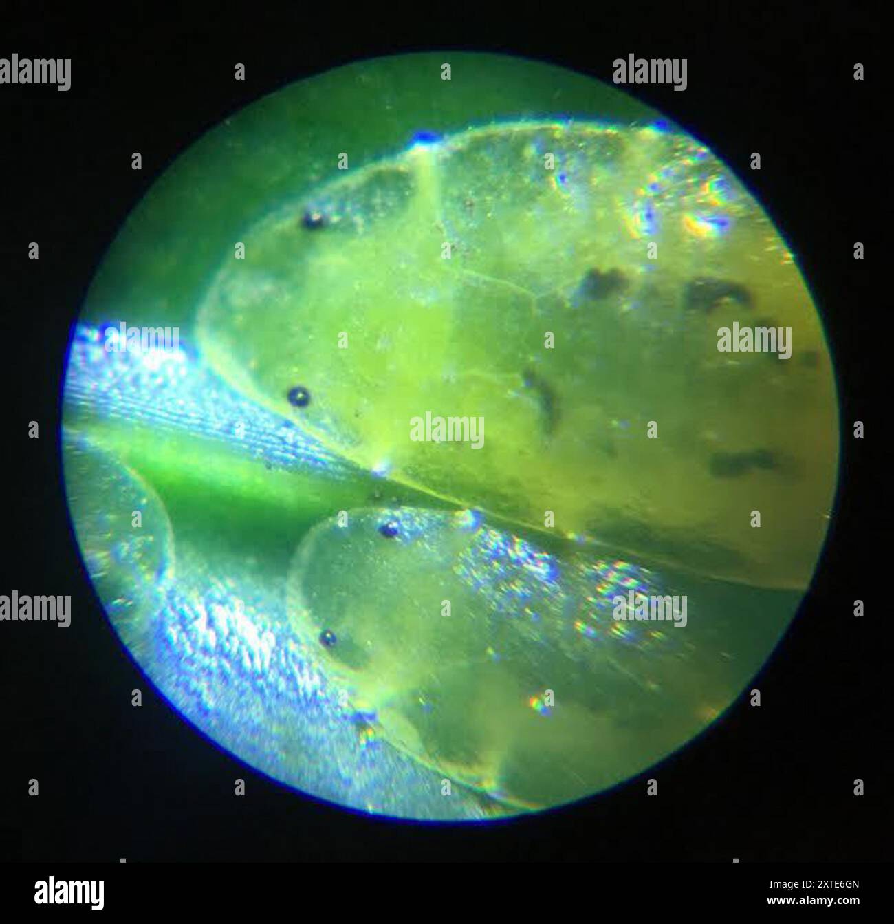 Coccus viridis hi-res stock photography and images - Alamy