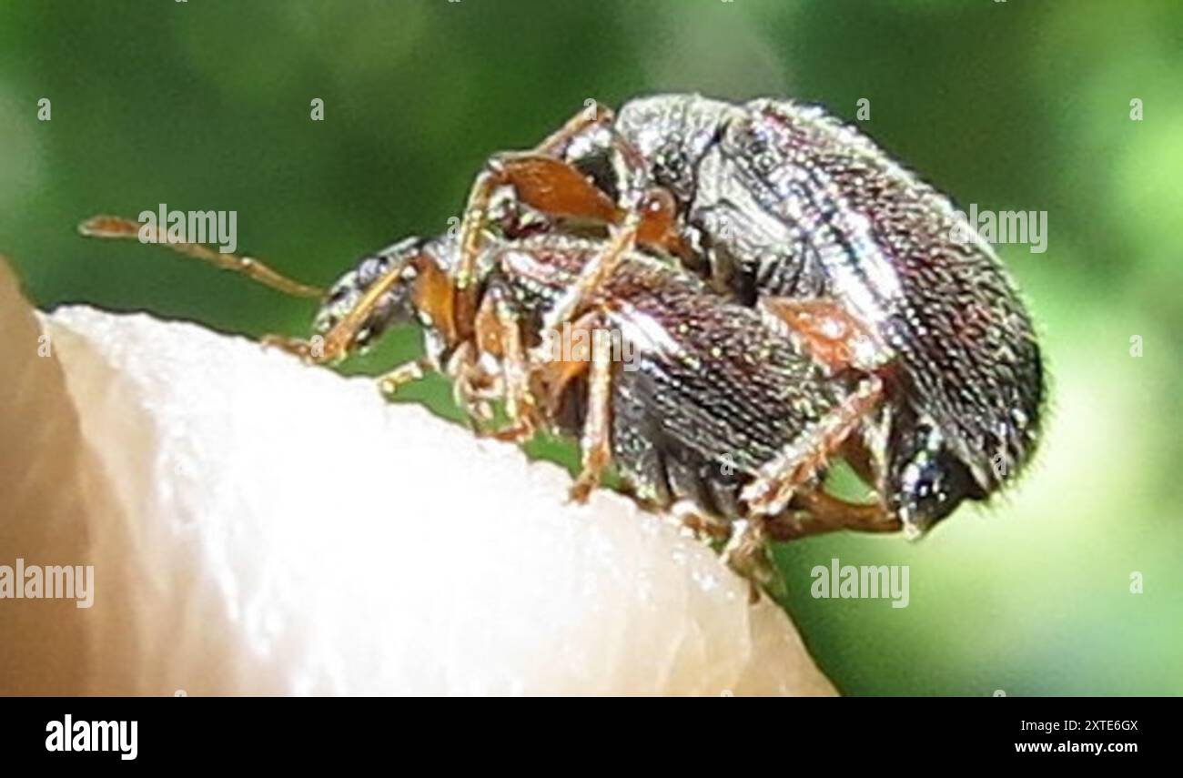Brown Leaf Weevil (Phyllobius oblongus) Insecta Stock Photo - Alamy