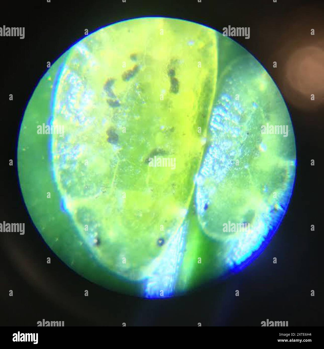 Green Coffee Scale (Coccus viridis) Insecta Stock Photo - Alamy