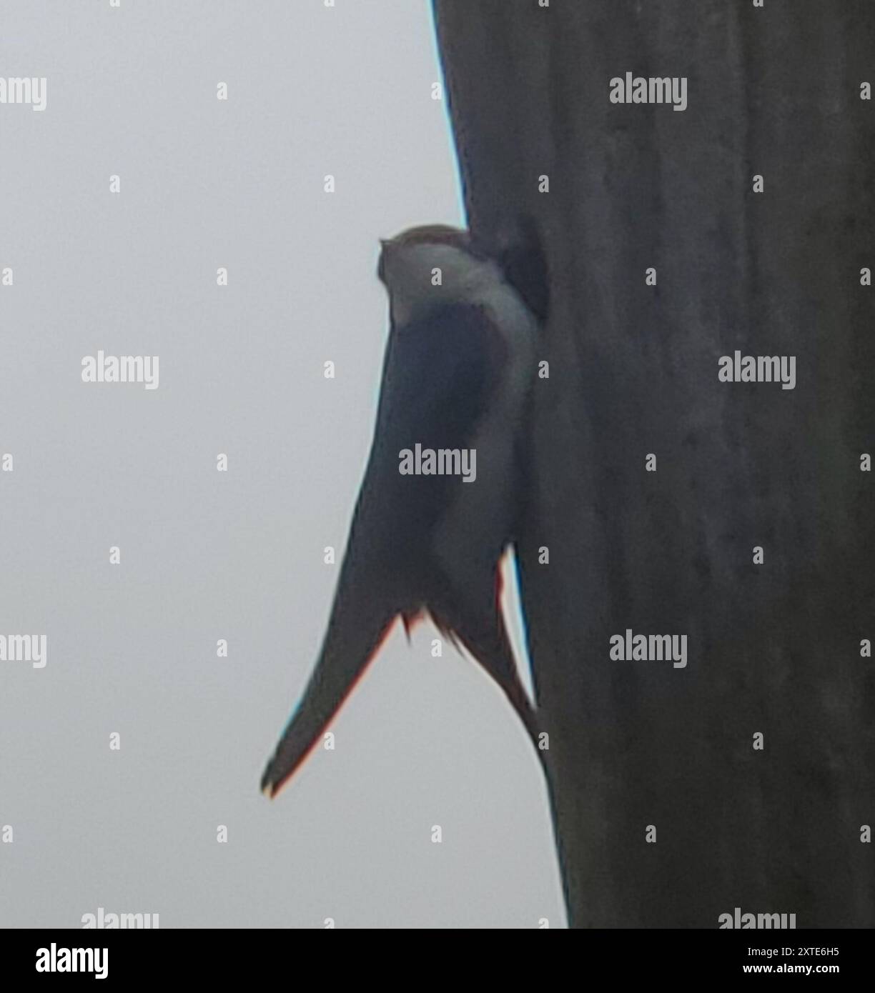 Tree Swallow (Tachycineta bicolor) Aves Stock Photo - Alamy