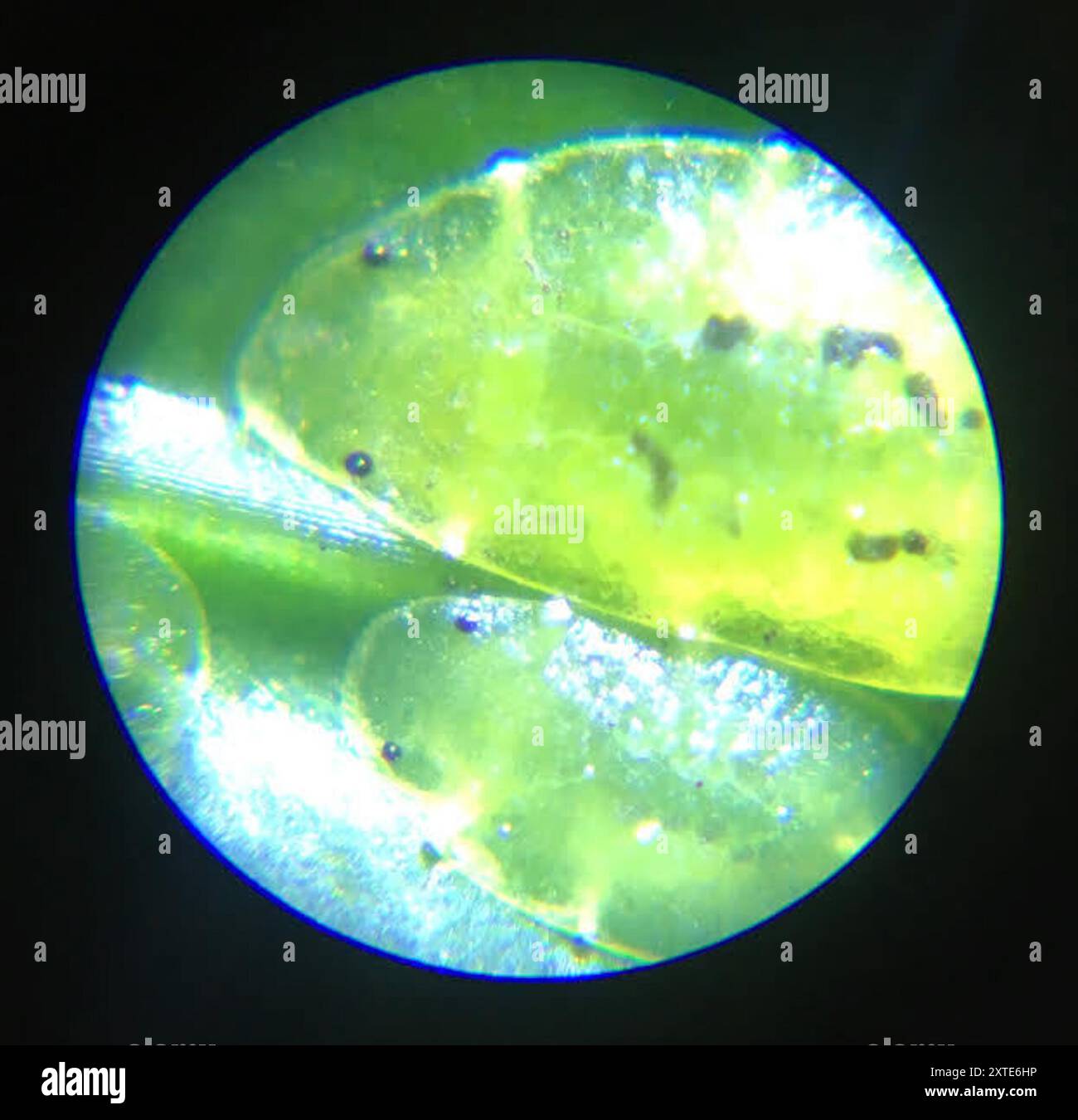 Coccus viridis hi-res stock photography and images - Alamy