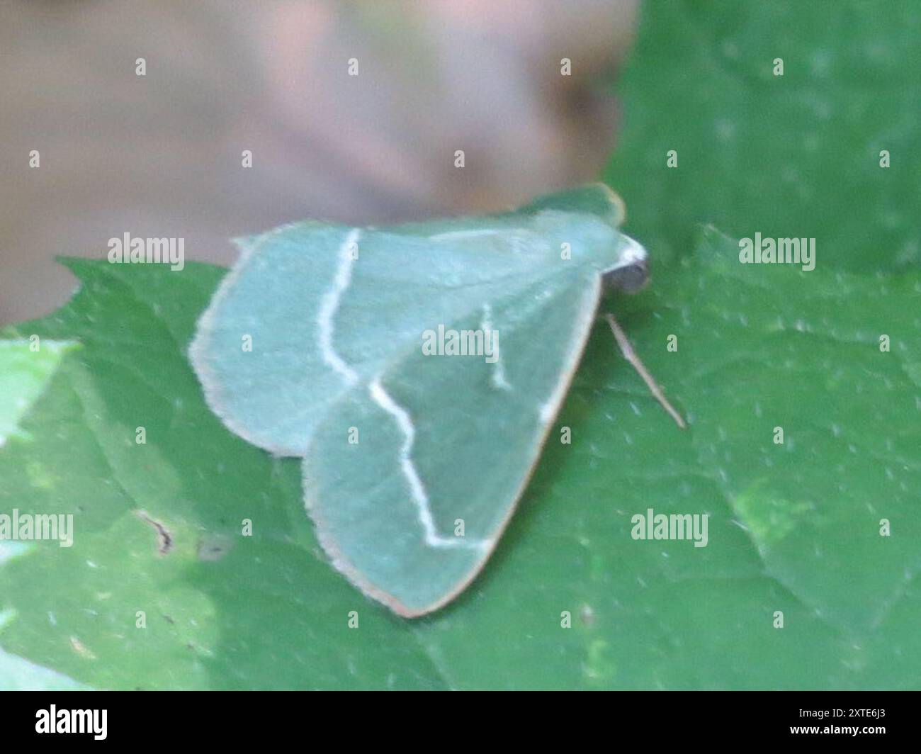 Barred Red (Hylaea fasciaria) Insecta Stock Photo - Alamy