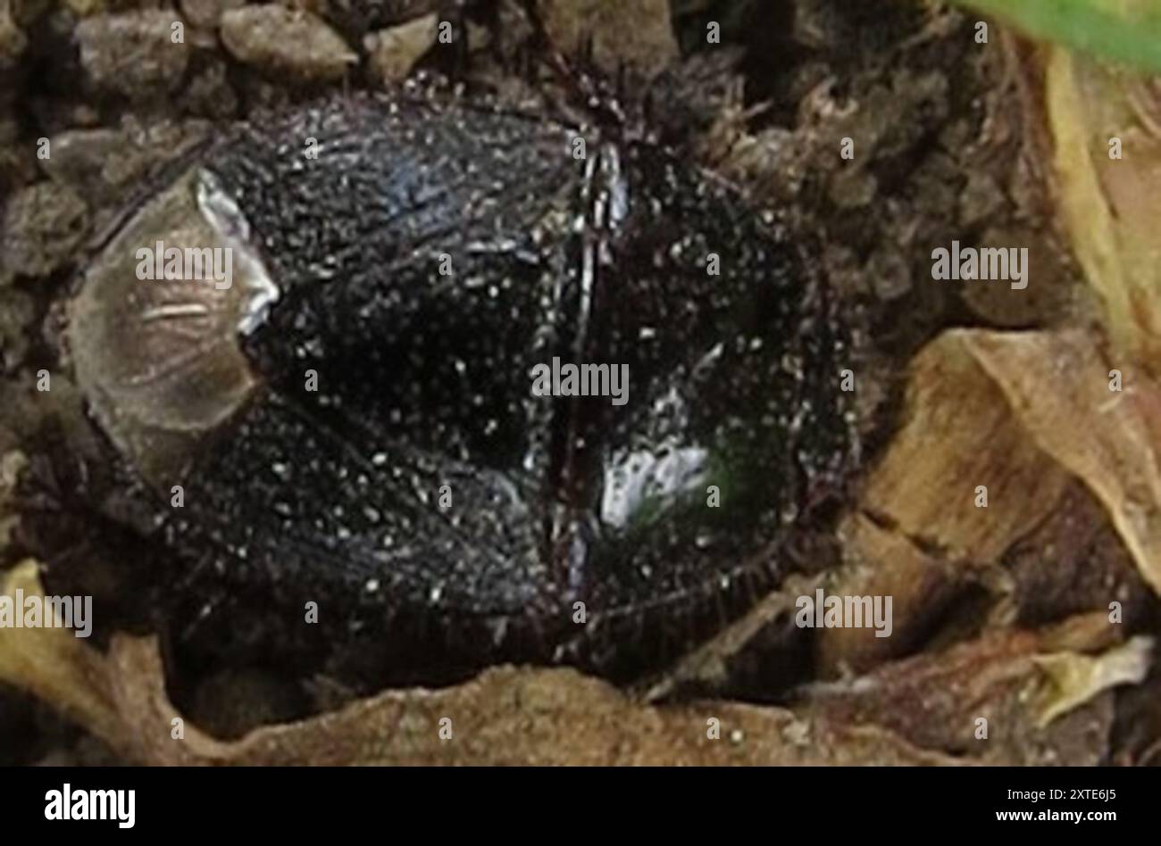 Two-lined Burrowing Bug (Pangaeus bilineatus) Insecta Stock Photo - Alamy