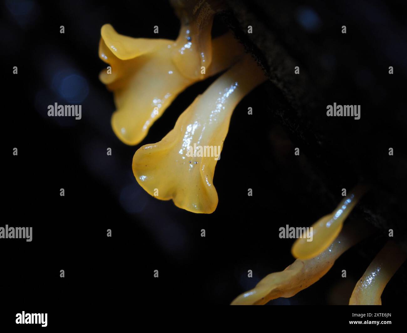 Fan-shaped Jelly Fungus (Dacrymyces spathularia) Fungi Stock Photo - Alamy