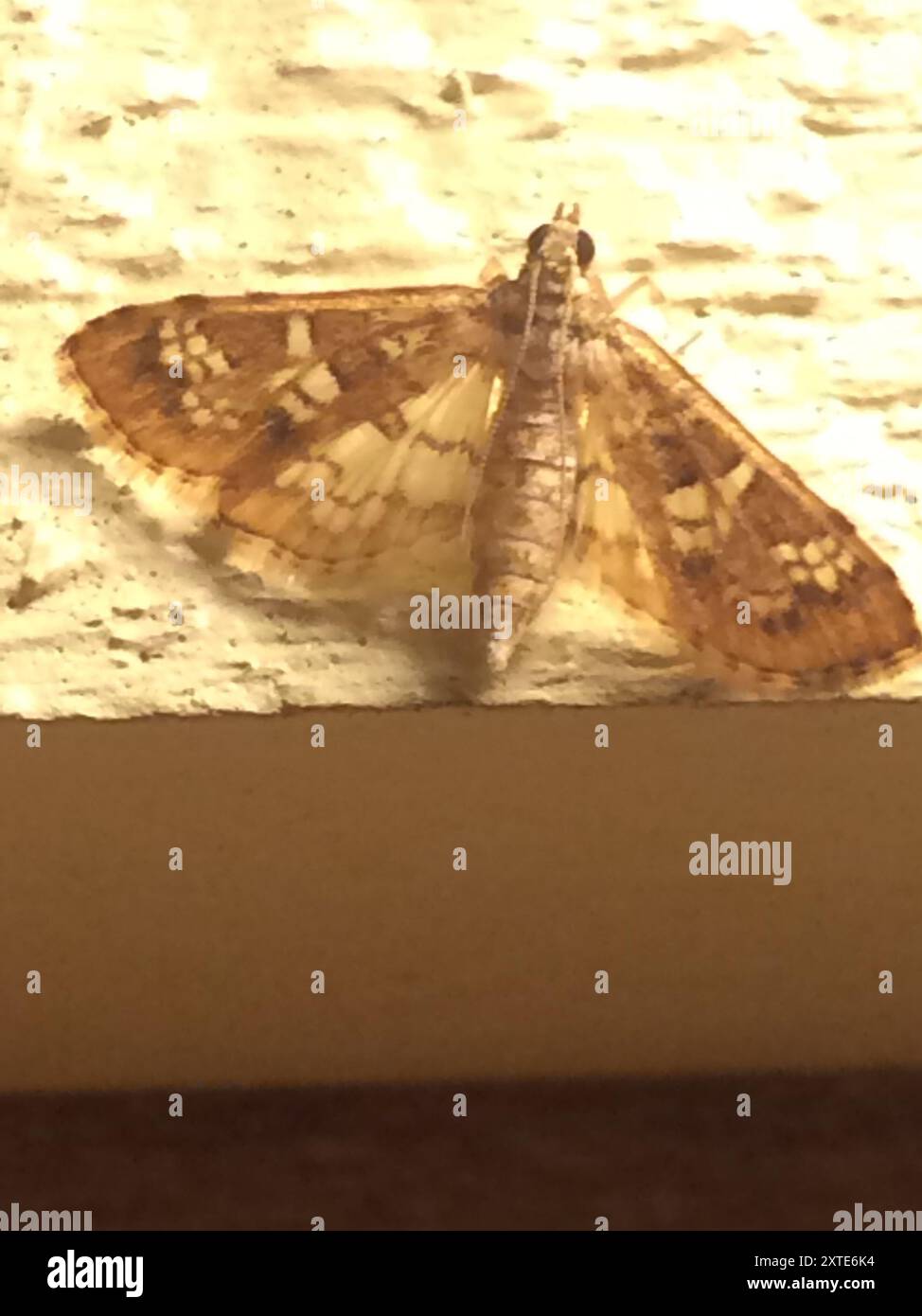 Salvinia Stem Borer Moth (Samea multiplicalis) Insecta Stock Photo - Alamy