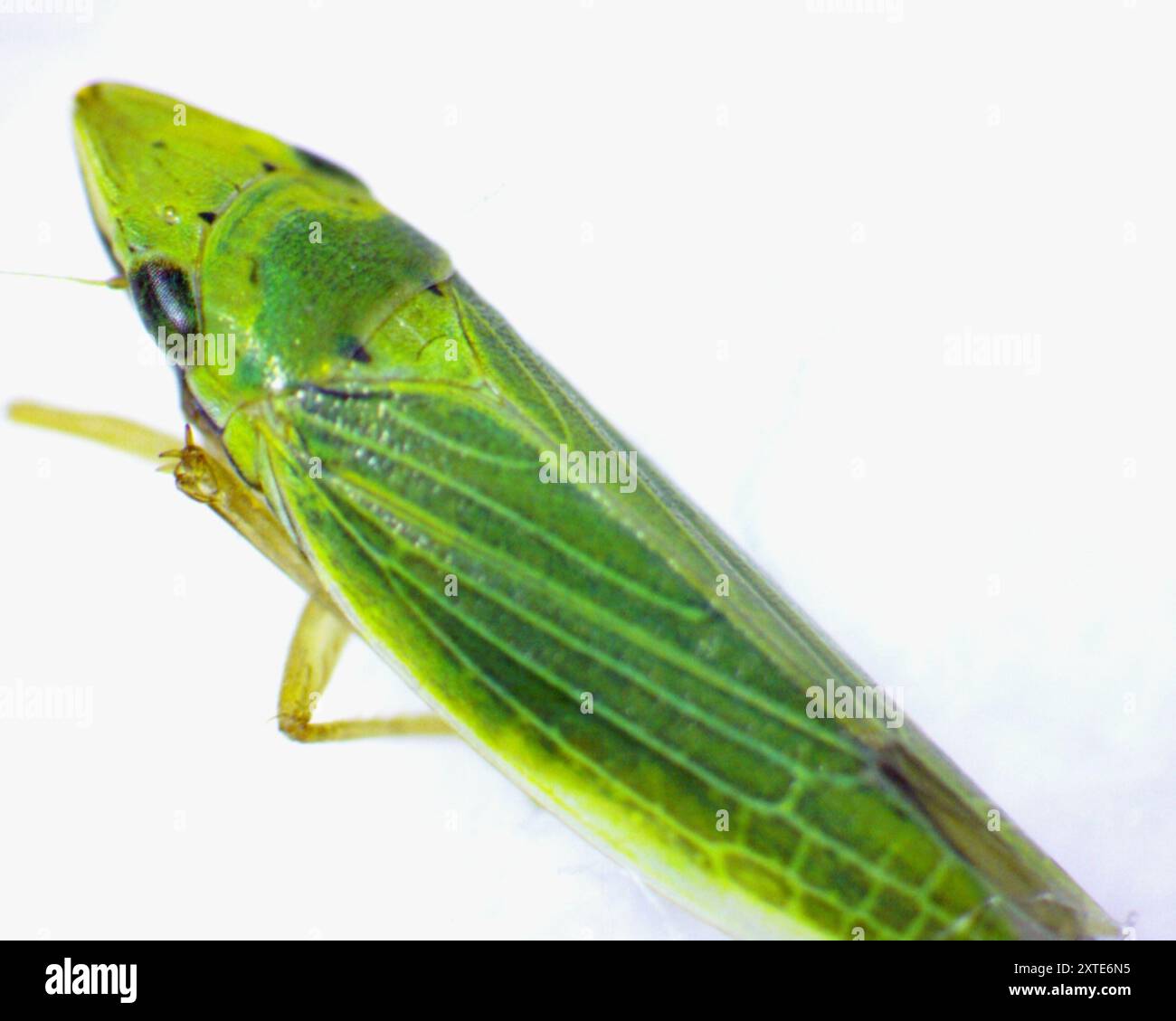 (Draeculacephala balli) Insecta Stock Photo - Alamy