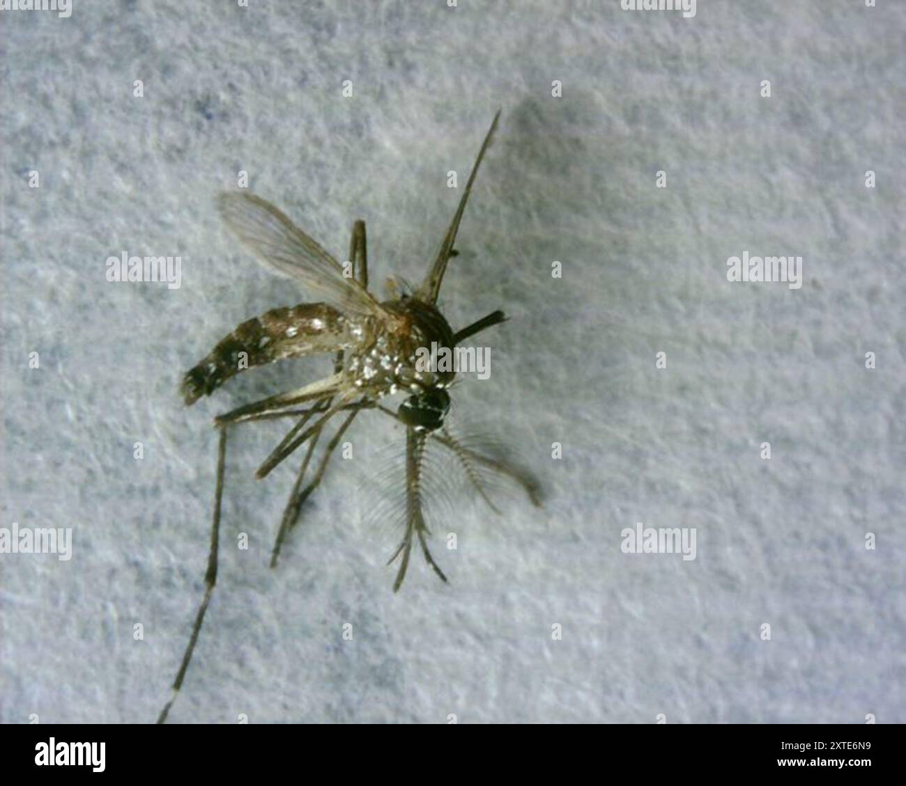 Yellow Fever Mosquito (Aedes aegypti) Insecta Stock Photo - Alamy