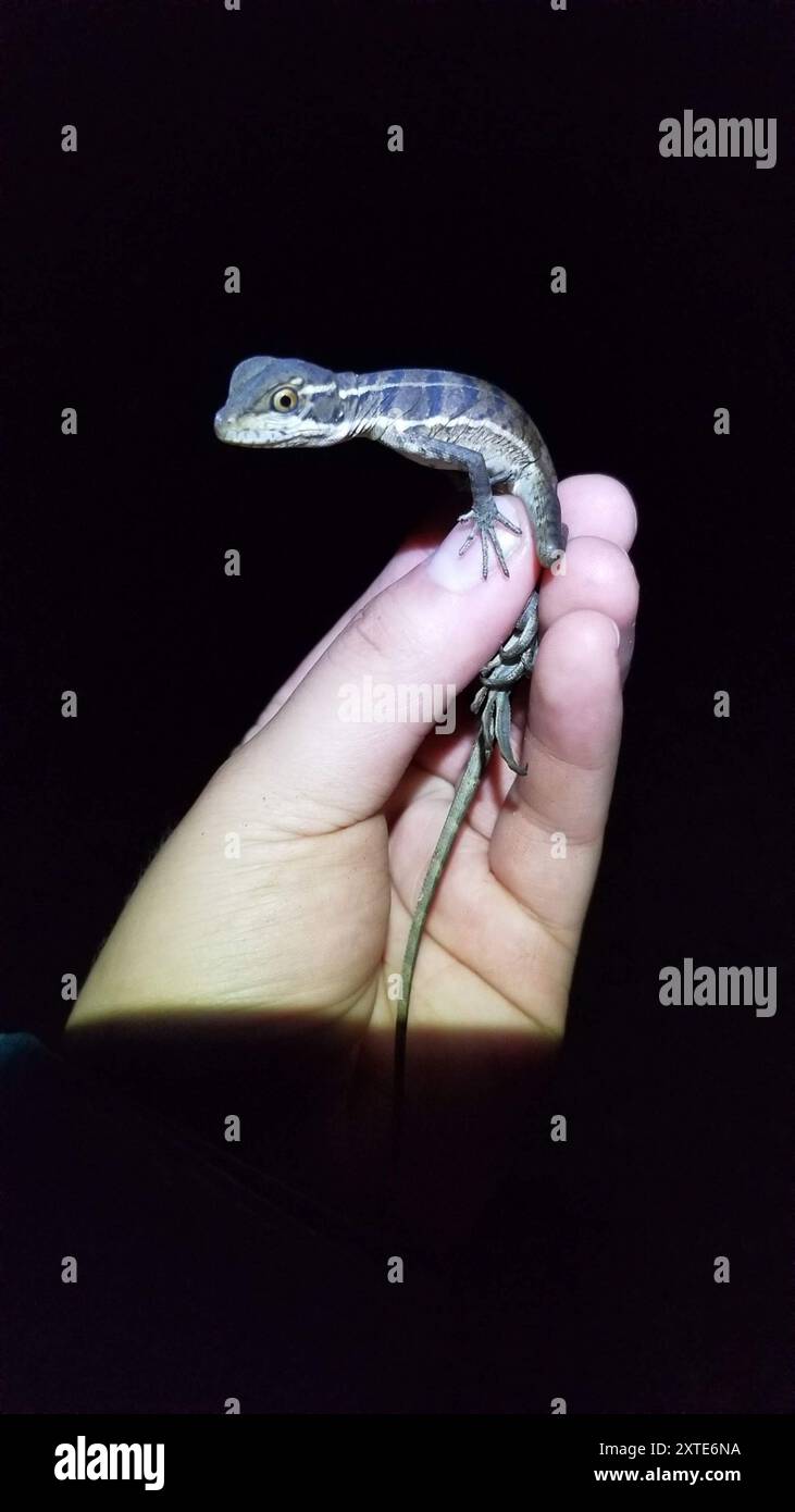 Common Basilisk (Basiliscus basiliscus) Reptilia Stock Photo - Alamy
