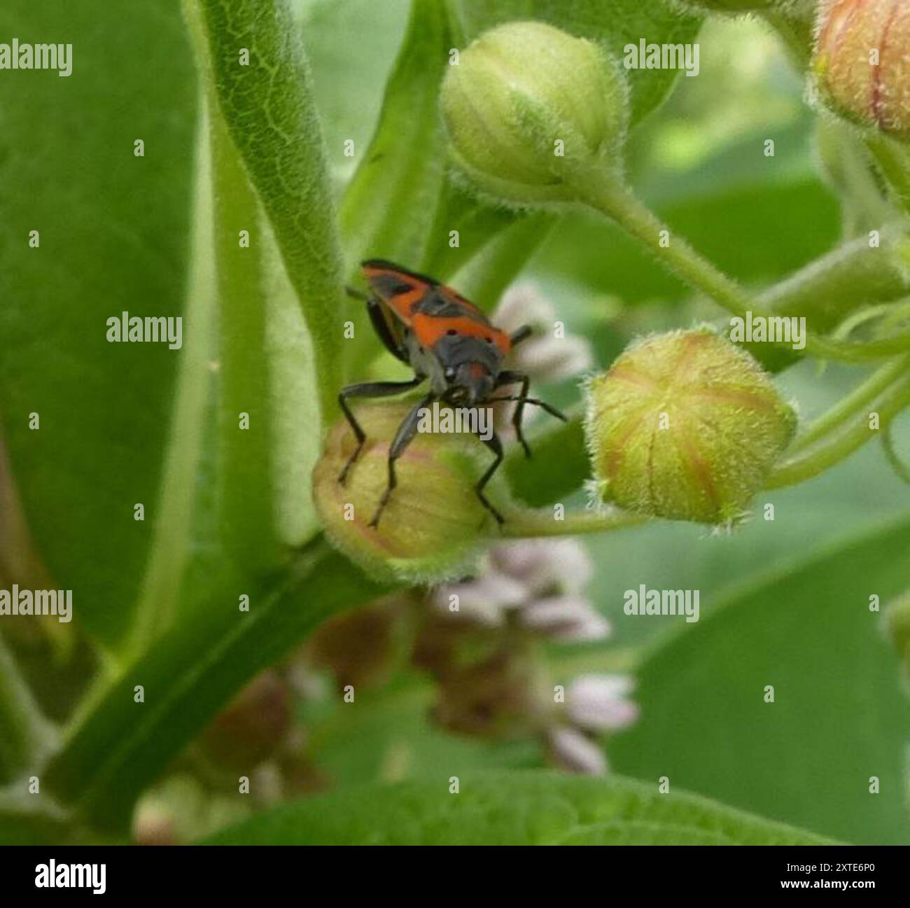 Small Milkweed Bug (Lygaeus kalmii) Insecta Stock Photo - Alamy