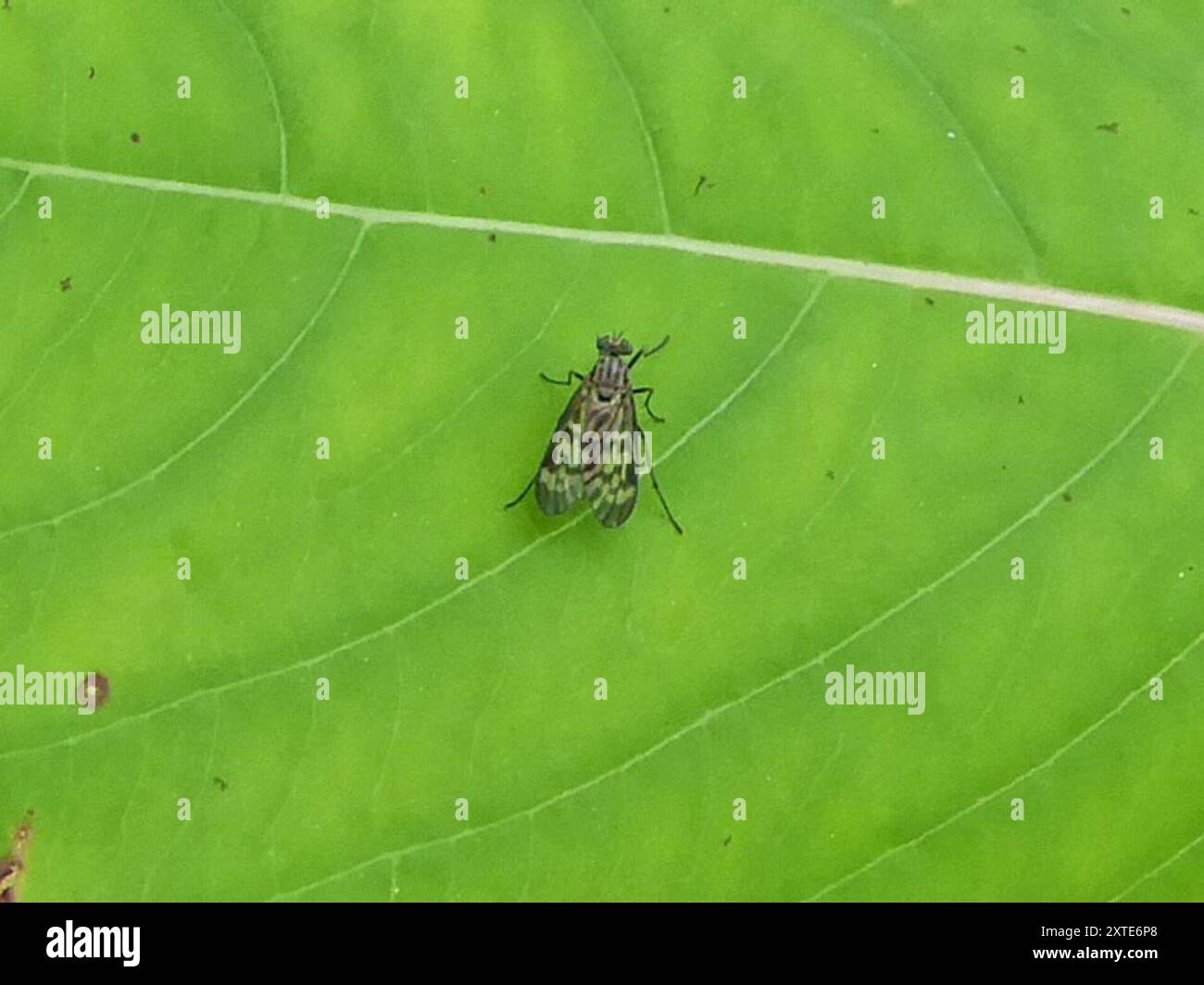 Lesser Variegated Snipe Fly (Rhagio punctipennis) Insecta Stock Photo ...