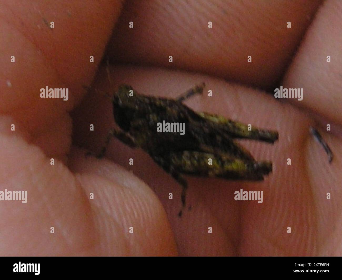 Common Groundhopper (Tetrix undulata) Insecta Stock Photo - Alamy