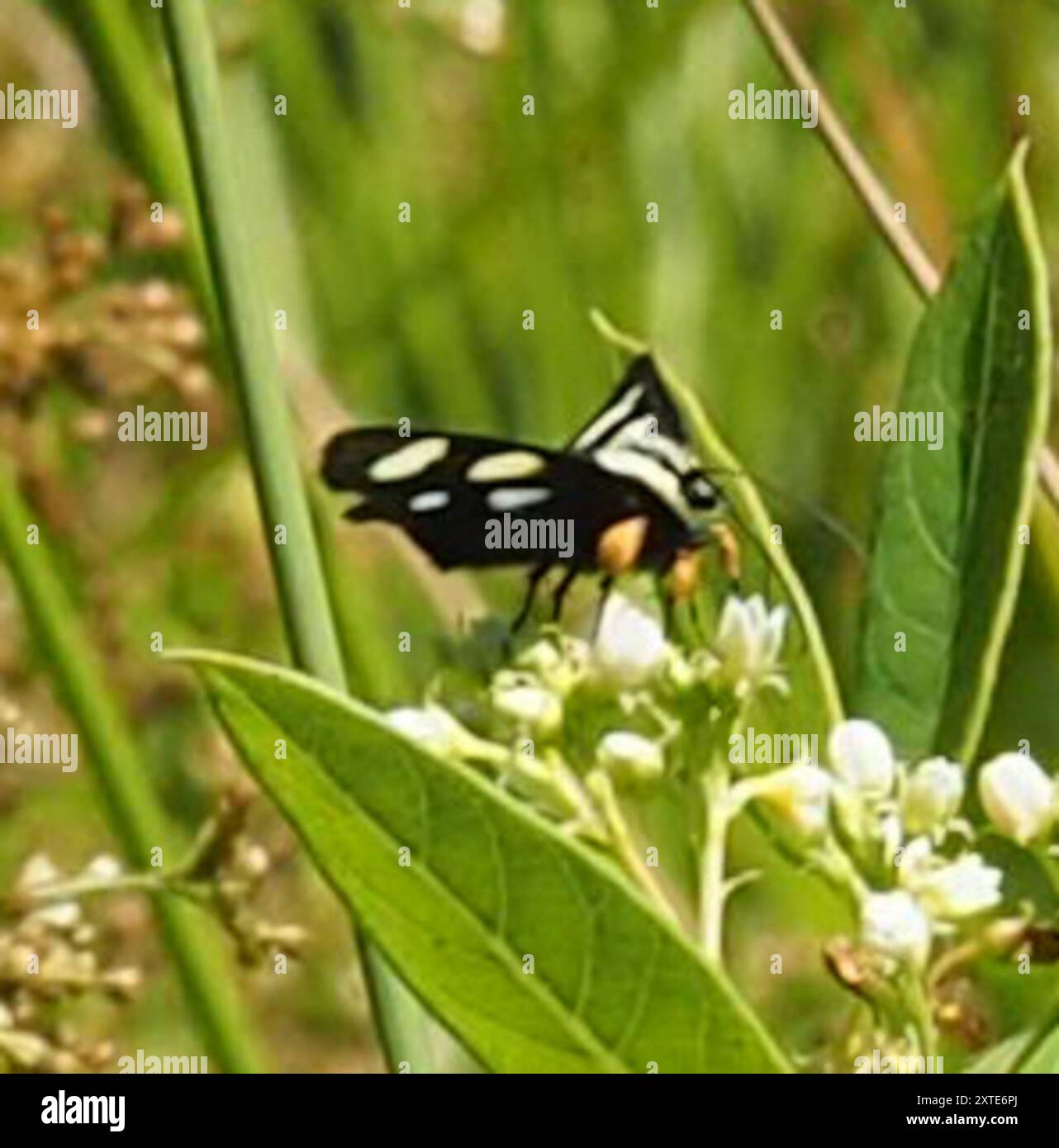 Eight-spotted Forester Moth (Alypia octomaculata) Insecta Stock Photo ...