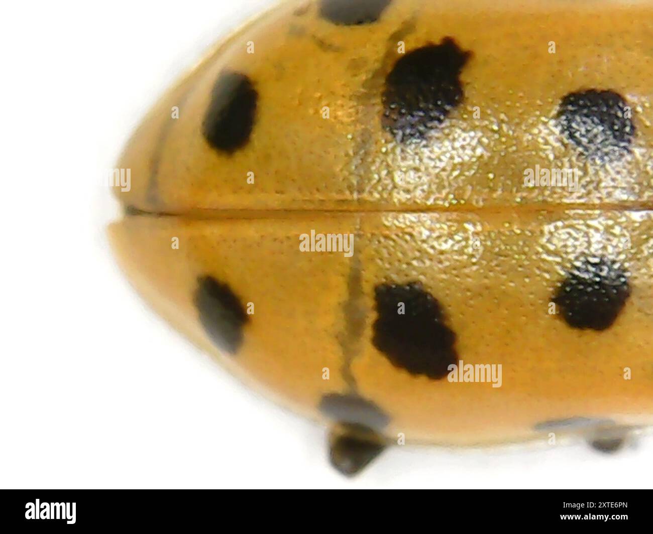 Thirteen-spotted Lady Beetle (Hippodamia tredecimpunctata) Insecta ...