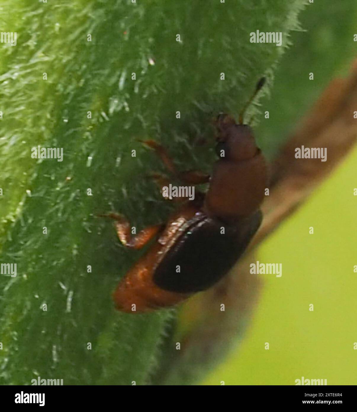Yucca Beetle (Caplothorax melanopterus) Insecta Stock Photo - Alamy