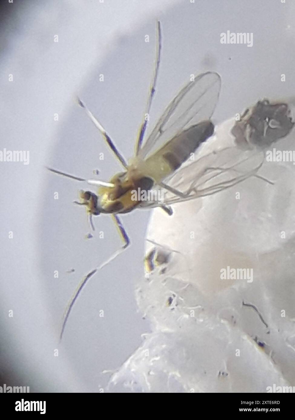 Non-biting Midges (Chironomidae) Insecta Stock Photo - Alamy