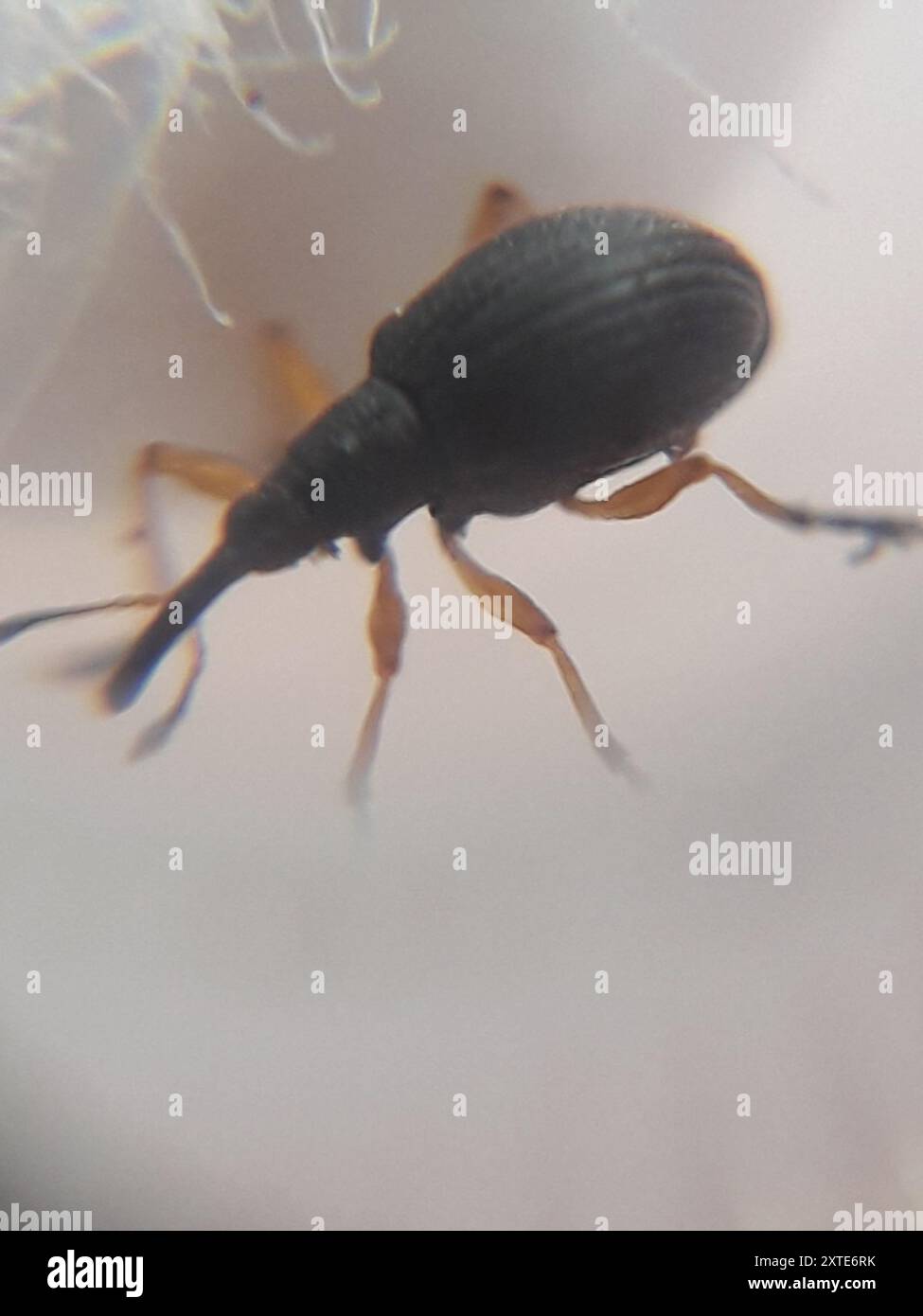 (Protapion fulvipes) Insecta Stock Photo - Alamy