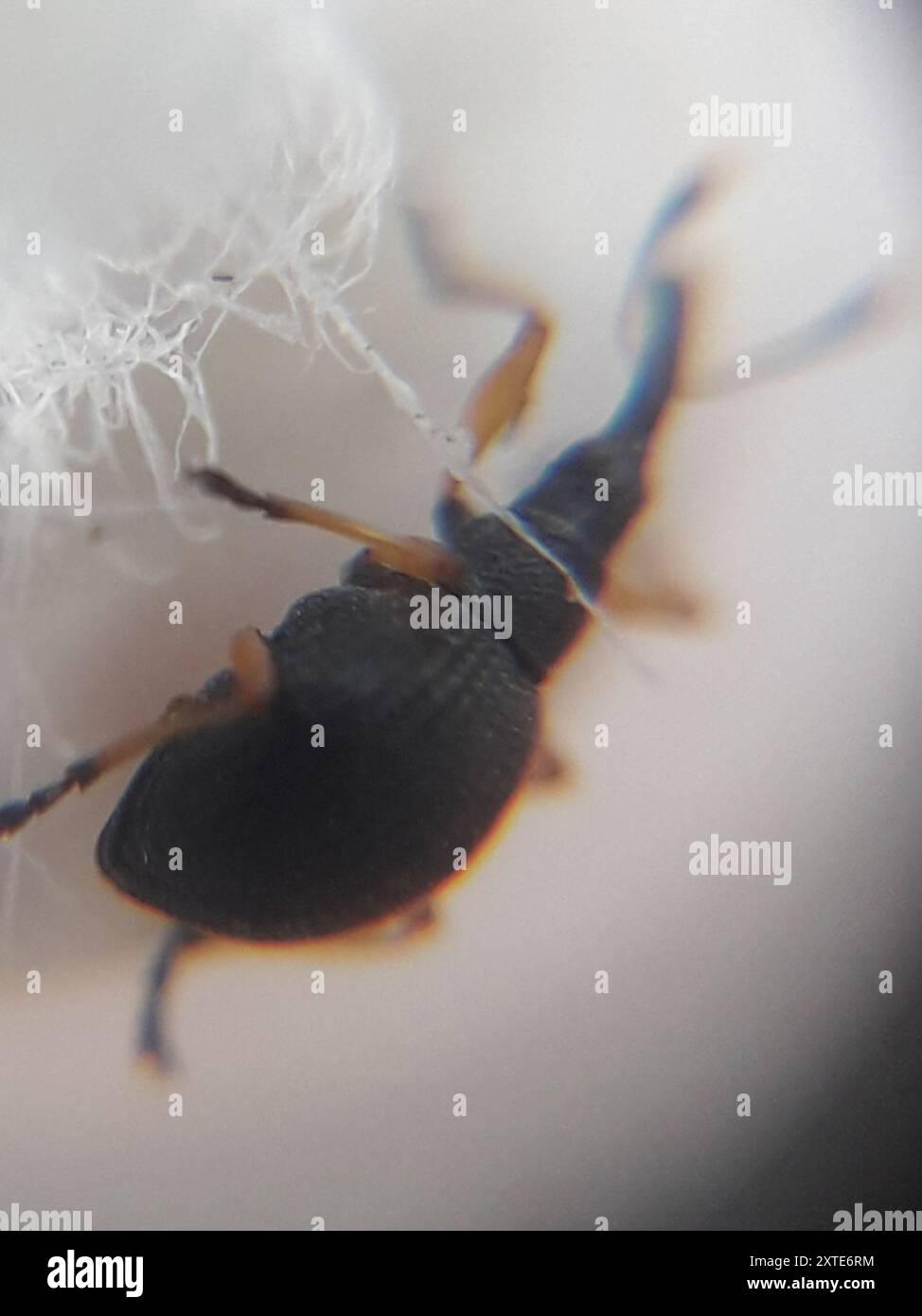 (Protapion fulvipes) Insecta Stock Photo - Alamy