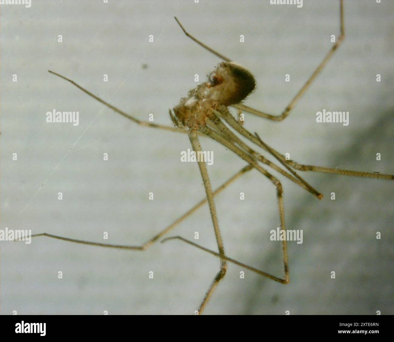 Short-bodied Cellar Spider (Physocyclus globosus) Arachnida Stock Photo ...