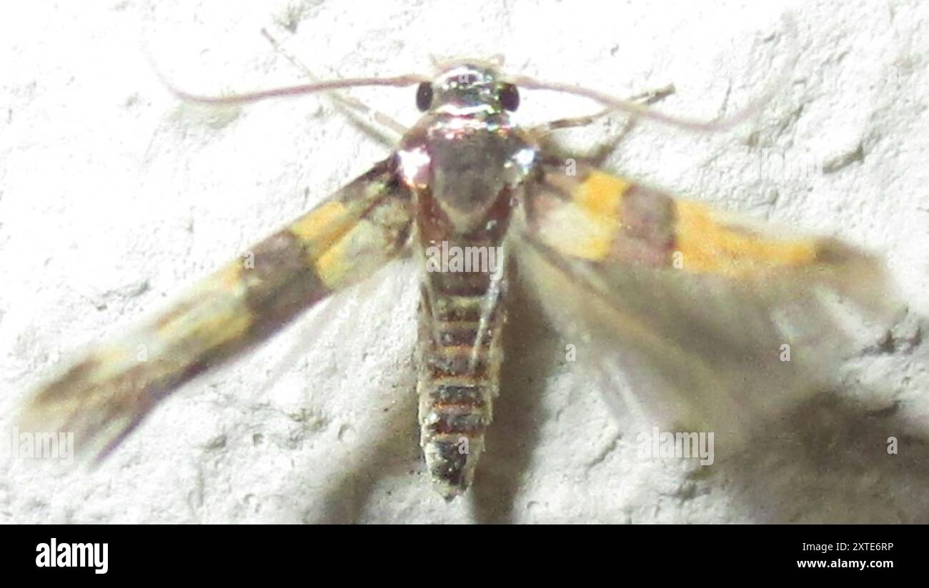 Feather-legged Moths (Stathmopodidae) Insecta Stock Photo - Alamy